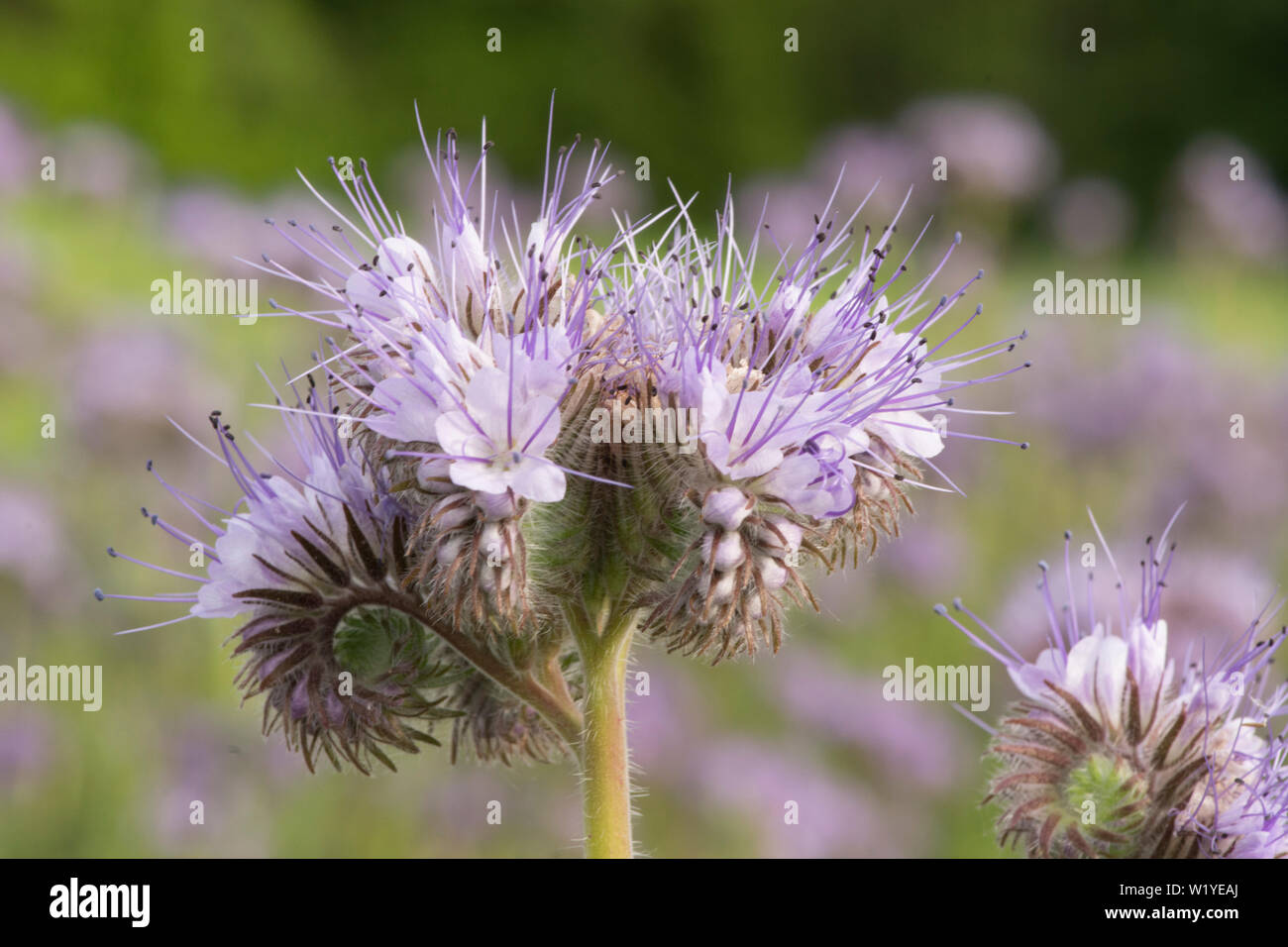 Phacelia tanacetifolia, Lacy phacelia, Blue tansy, Purple tansy. Cover ...