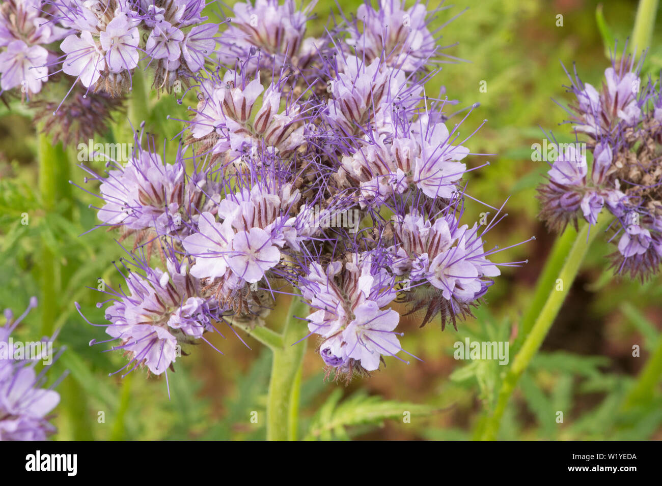 Phacelia manure hi-res stock photography and images - Alamy