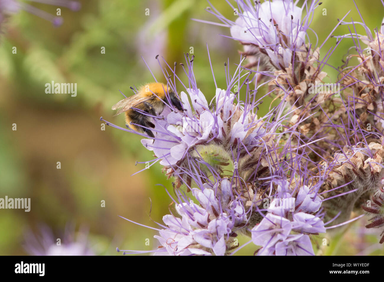 Encourage insects hi-res stock photography and images - Alamy