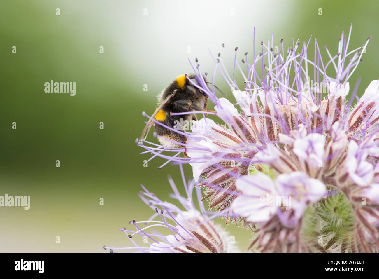 Bumble bee on Phacelia tanacetifolia, Lacy phacelia, Blue tansy, Purple ...