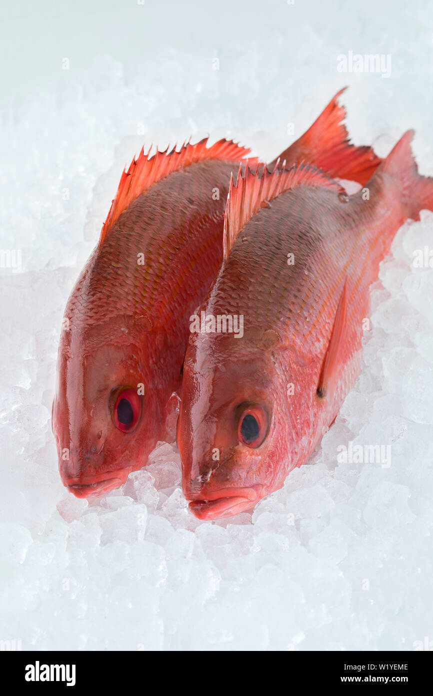 Northern red snappers hi-res stock photography and images - Alamy