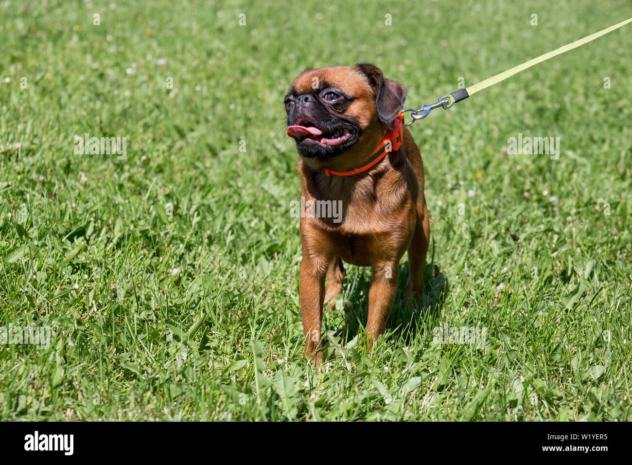 Cute petit brabancon puppy is walking on a green grass. Pet animals ...