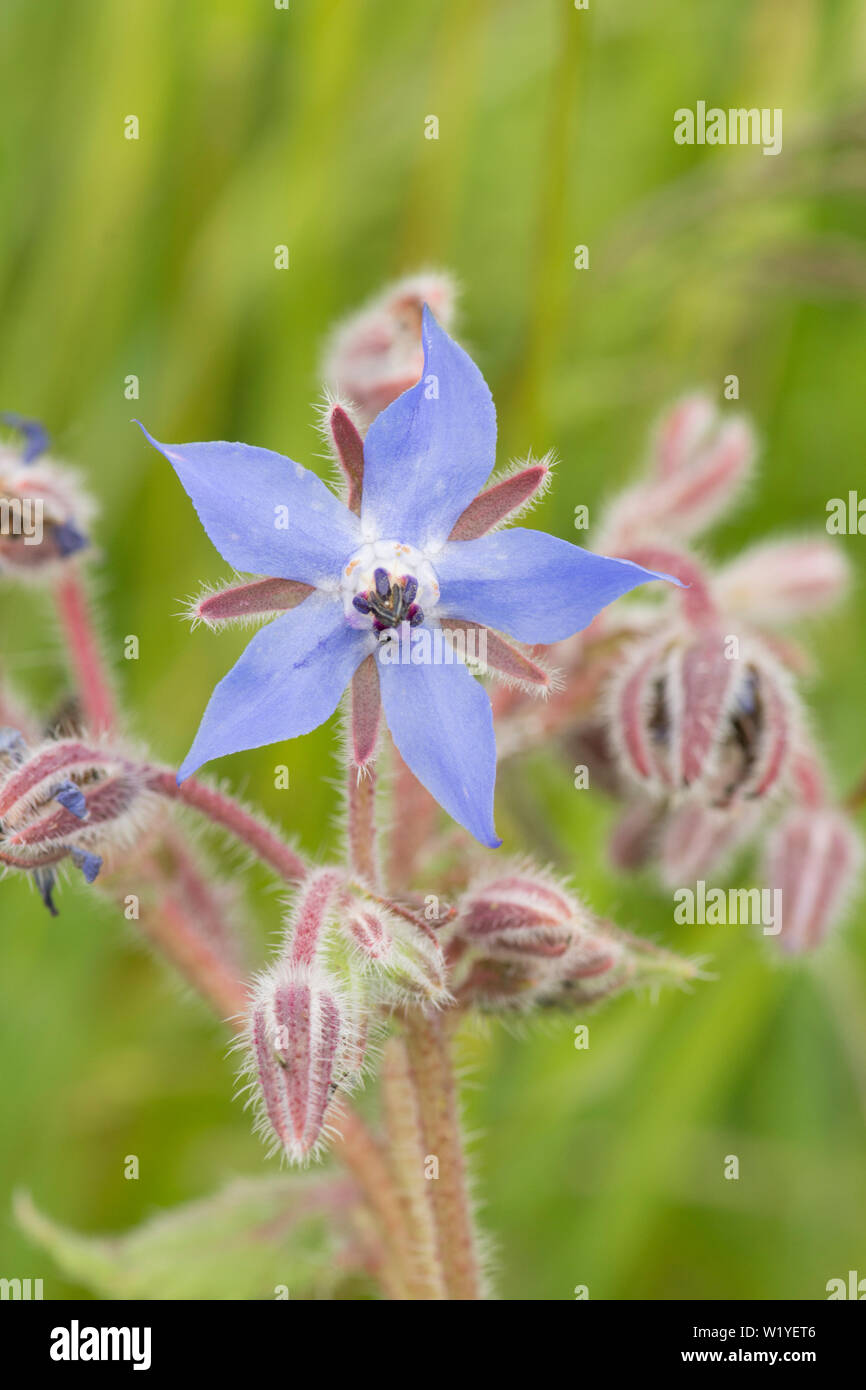 Mauve borage hi-res stock photography and images - Alamy