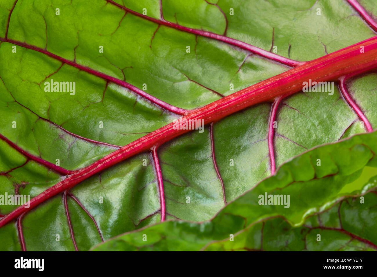 Red leaf up close hi-res stock photography and images - Alamy