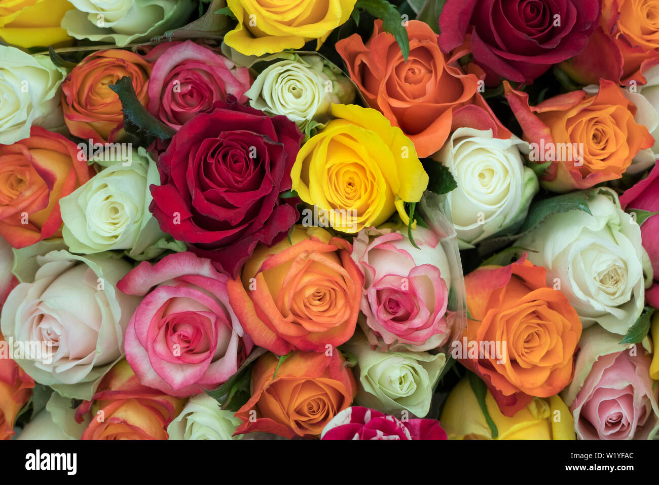 Mix of colorful roses full frame Stock Photo - Alamy