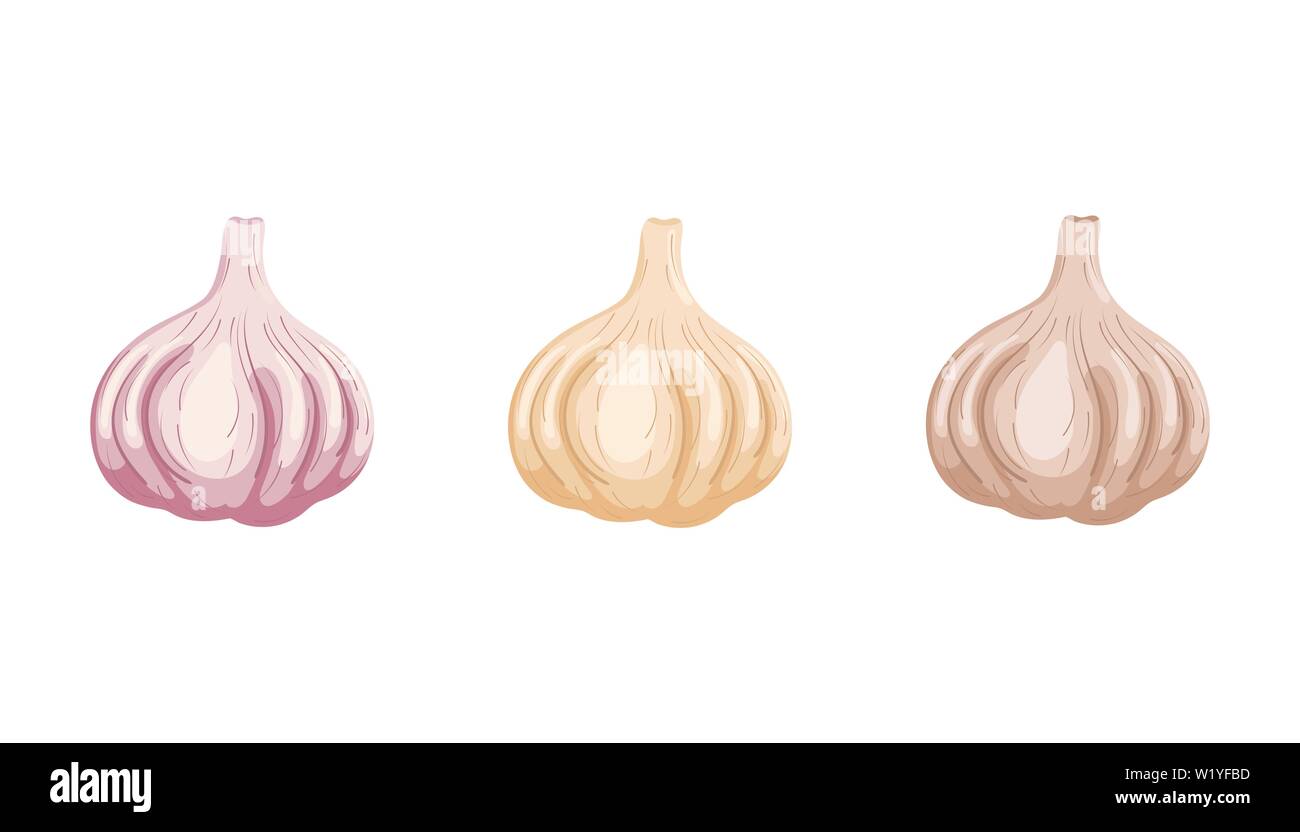 Set of garlics isolated on white background. Organic food. Cartoon ...