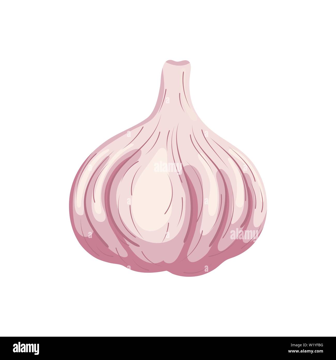 Garlic isolated on white background. Organic food. Cartoon style ...