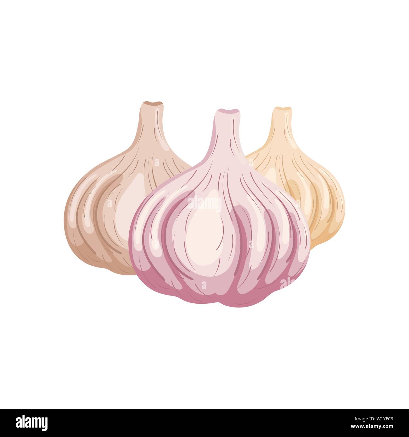 Set of garlics isolated on white background. Organic food. Cartoon ...