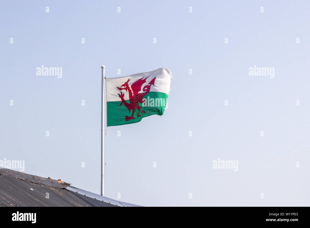 Welsh flag with the red dragon on a green and white background blowing ...