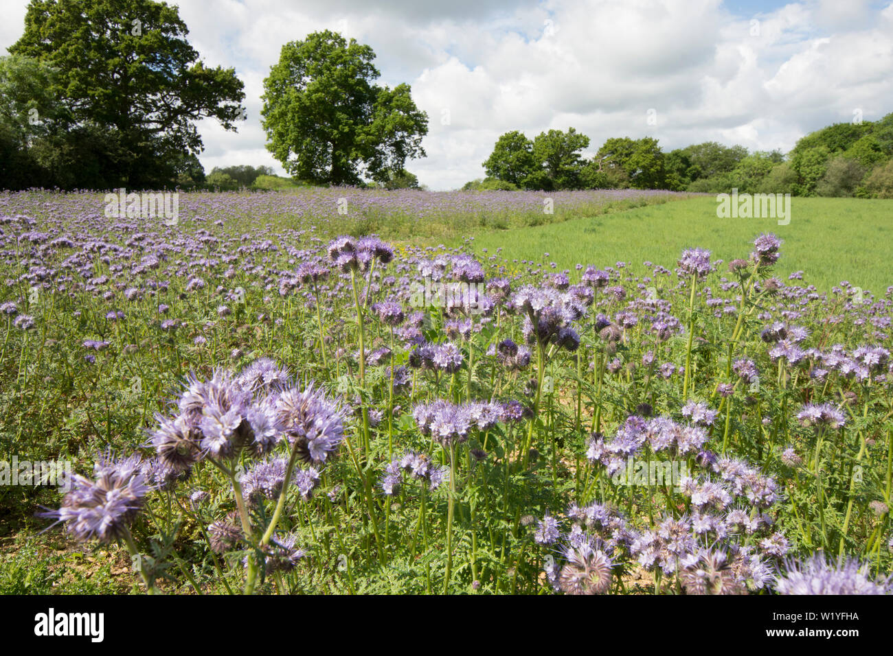 Phacelia tanacetifolia, Lacy phacelia, Blue tansy, Purple tansy. Cover ...