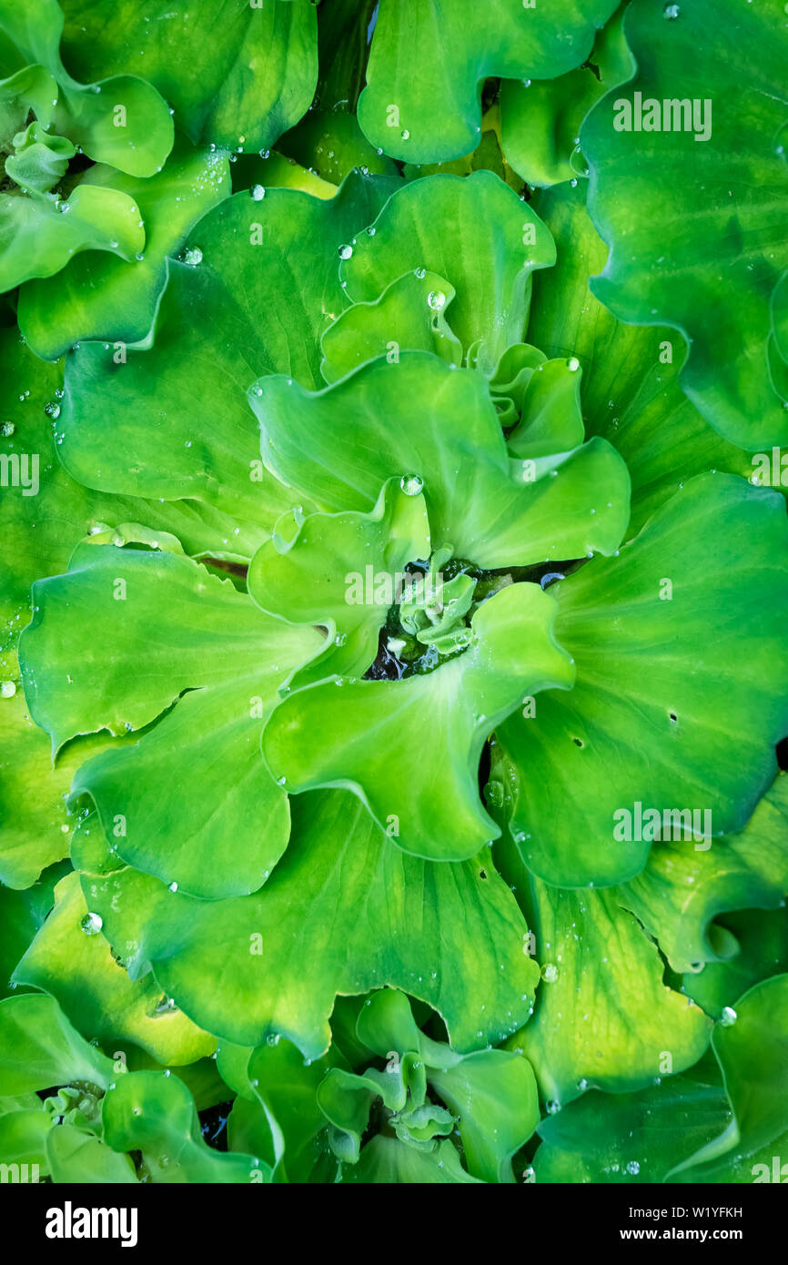Duckweed Floating Plants in a Pond - Close up Stock Photo - Alamy