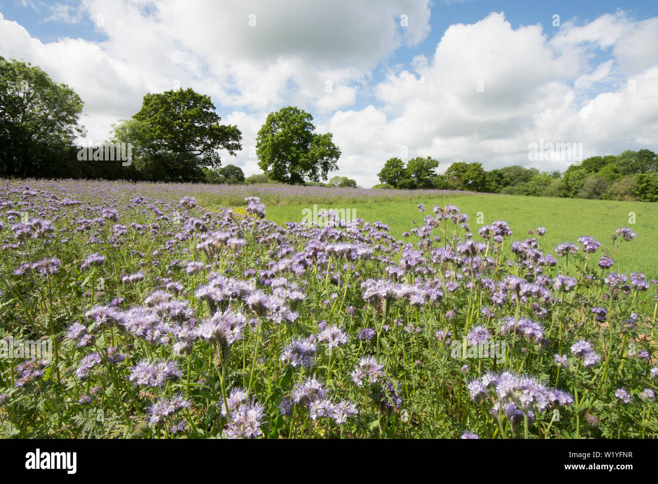 Phacelia tanacetifolia, Lacy phacelia, Blue tansy, Purple tansy. Cover ...
