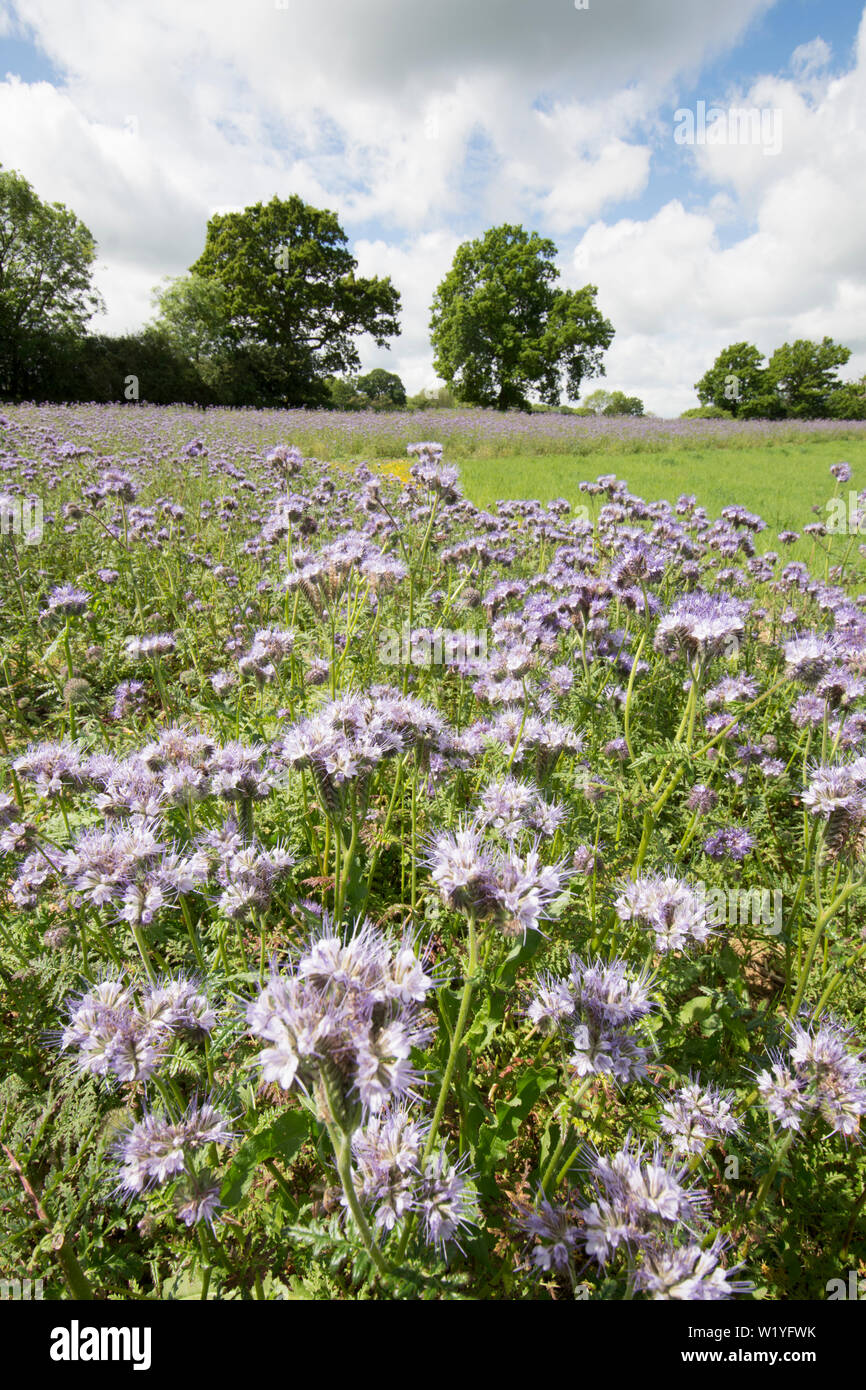 Cover crop hi-res stock photography and images - Alamy