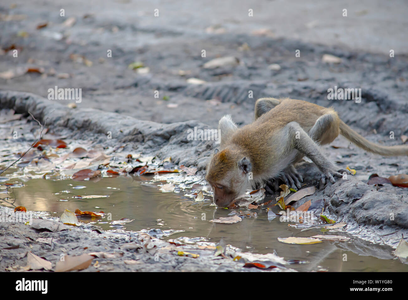 Monkey drinking water in puddles on the ground Stock Photo - Alamy