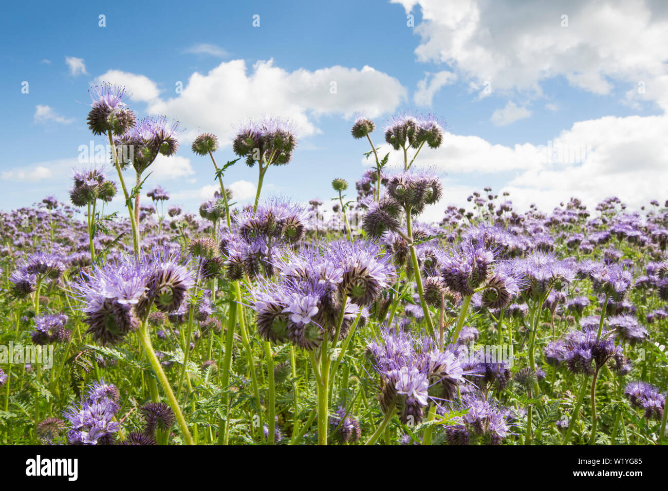 Bees and phacelia tanacetifolia hi-res stock photography and images - Alamy