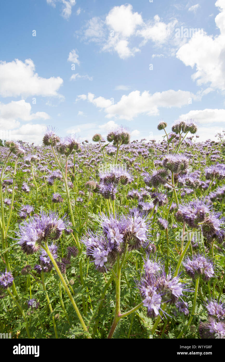 Bees and phacelia tanacetifolia hi-res stock photography and images - Alamy