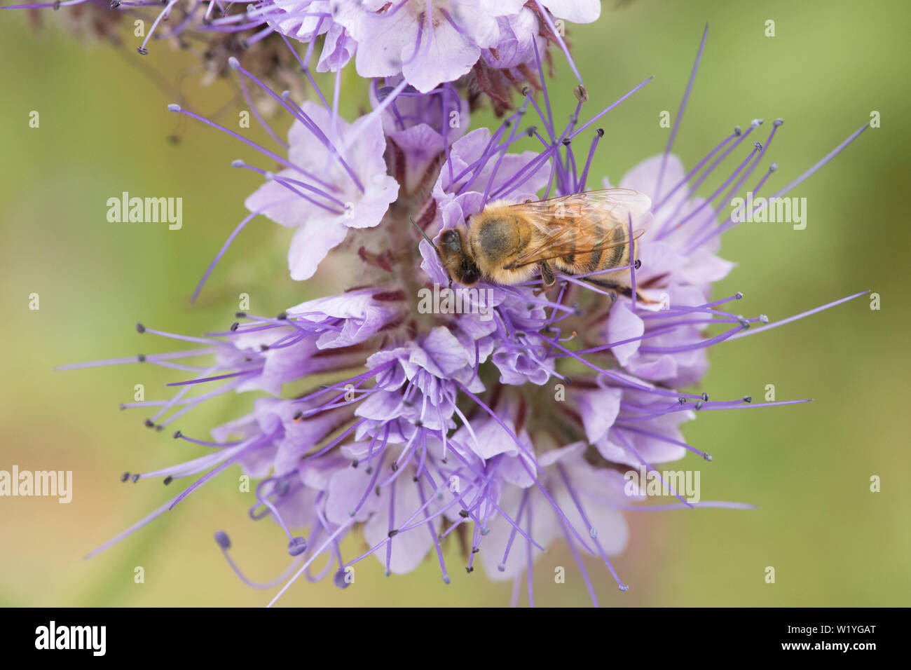 Honey bee on Phacelia tanacetifolia, Lacy phacelia, Blue tansy, Purple ...