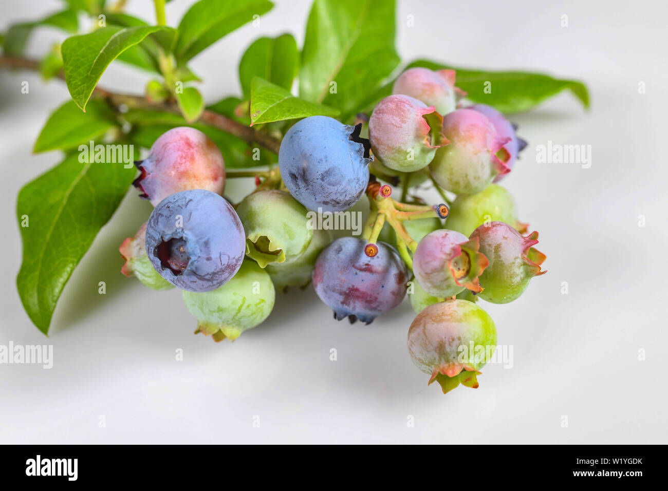 Ripening blueberries - blueberry bush leaves - white background - close ...
