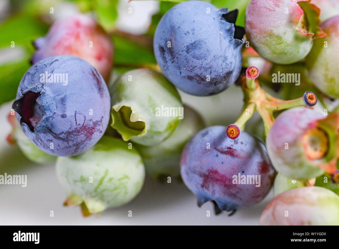 Ripening blueberries - blueberry bush leaves - white background - close ...