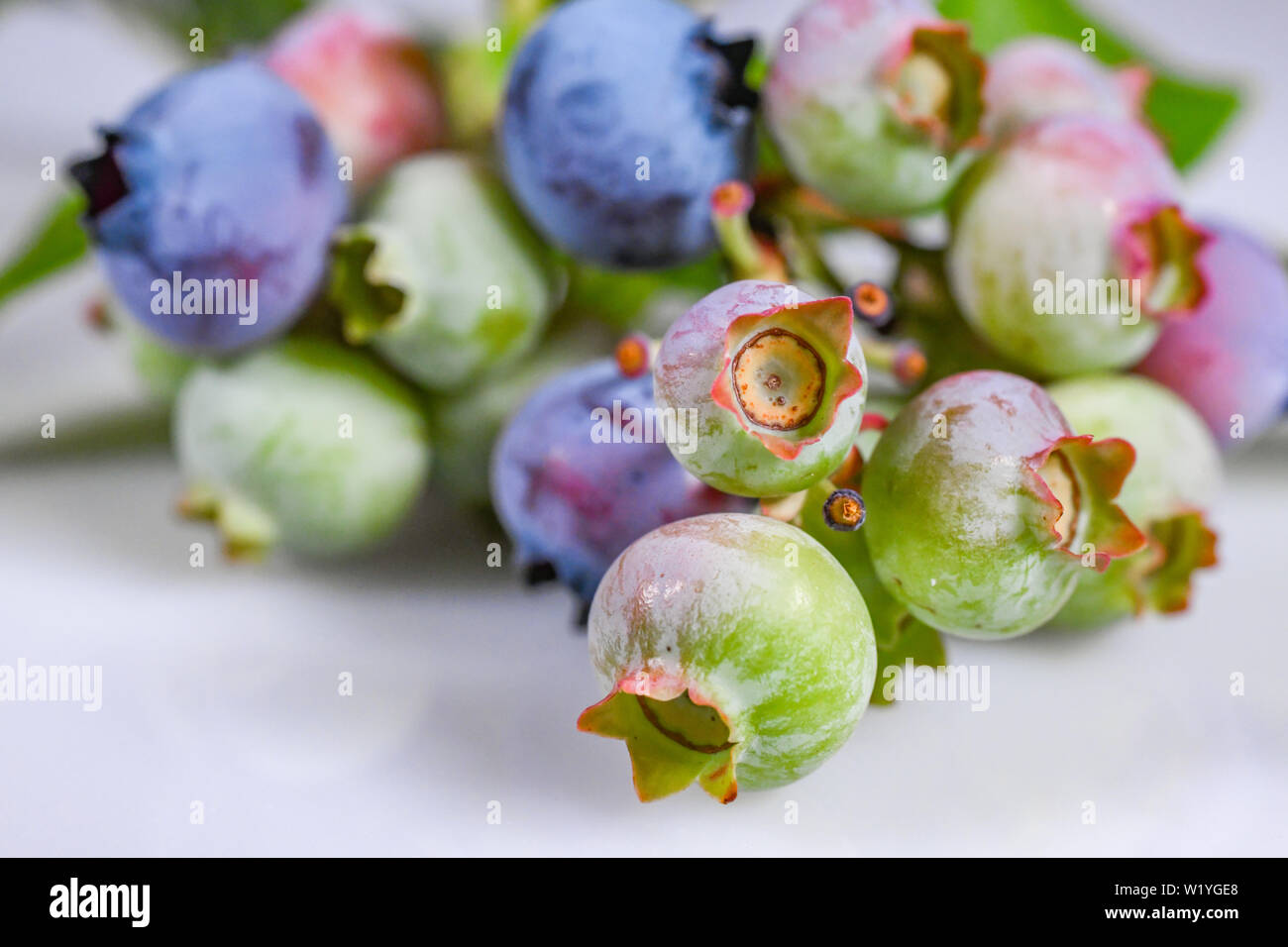 Ripening blueberries - blueberry bush leaves - white background - close ...