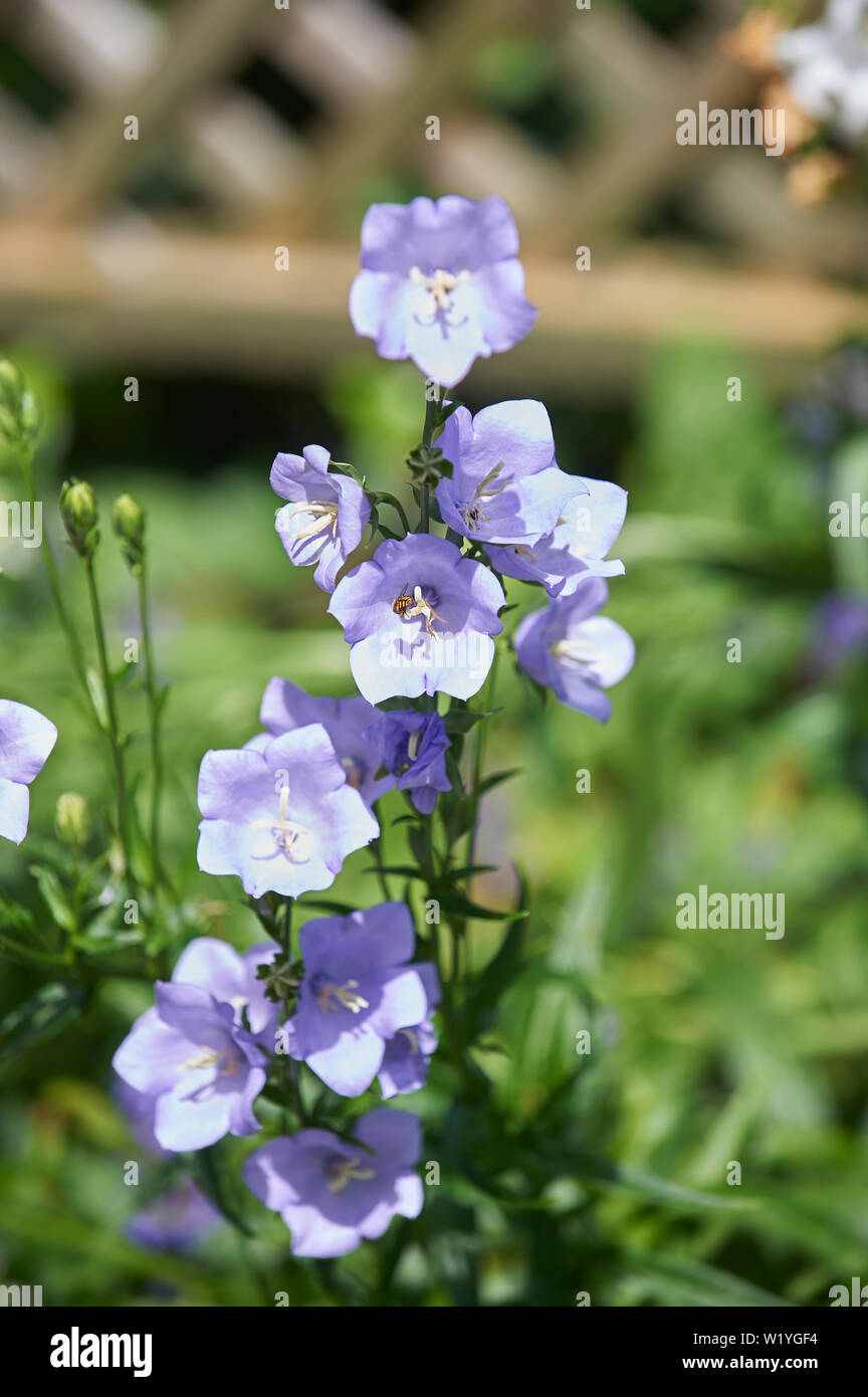 Campanula (Bell Flowers) flowers Stock Photo - Alamy