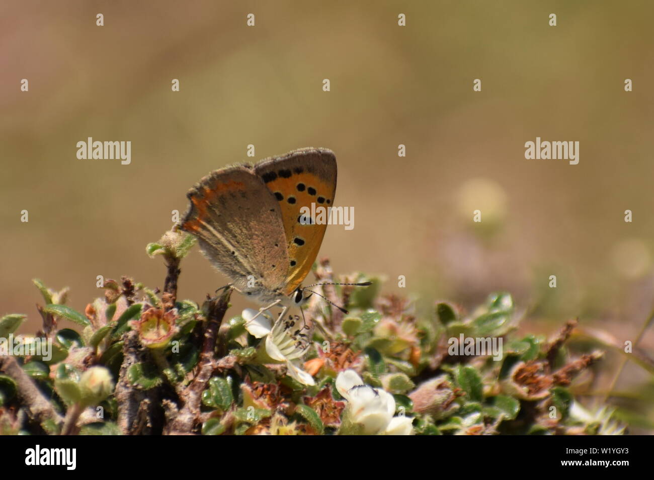 Orange and grey butterfly hi-res stock photography and images - Alamy