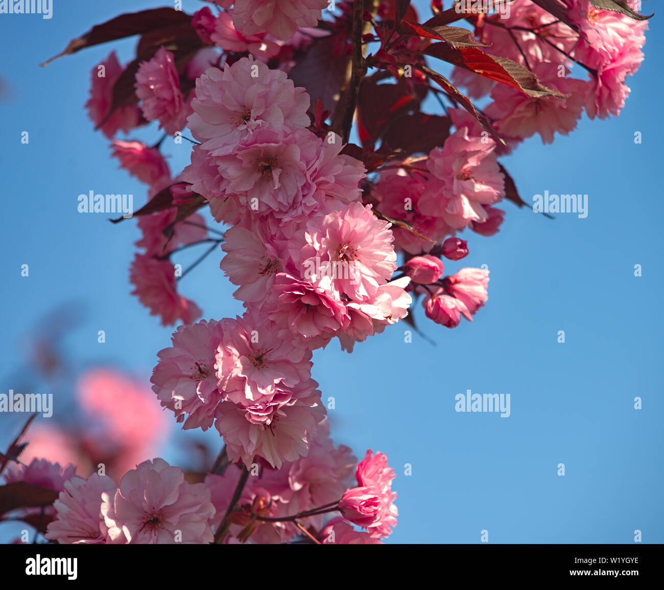 Tree branch full with blooming violet flowers Stock Photo - Alamy