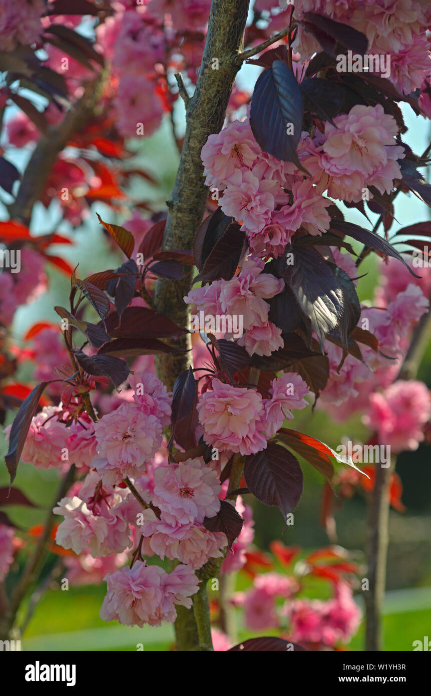 Full bloomviolet hi-res stock photography and images - Alamy