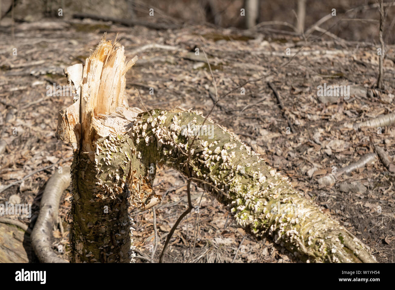 Splintered tree texture hi-res stock photography and images - Alamy