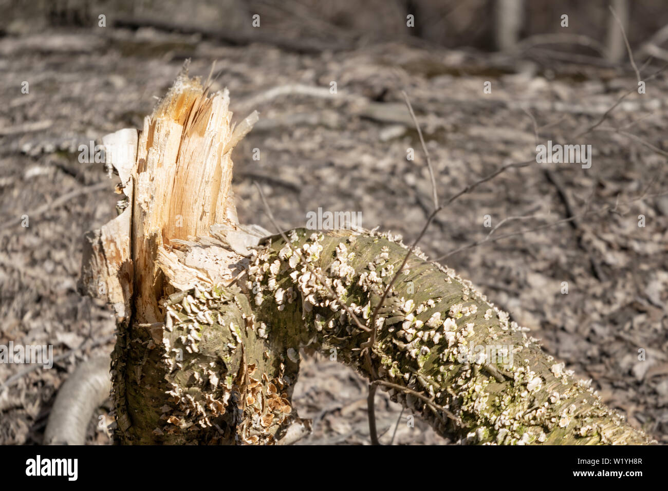 Splintered tree texture hi-res stock photography and images - Alamy