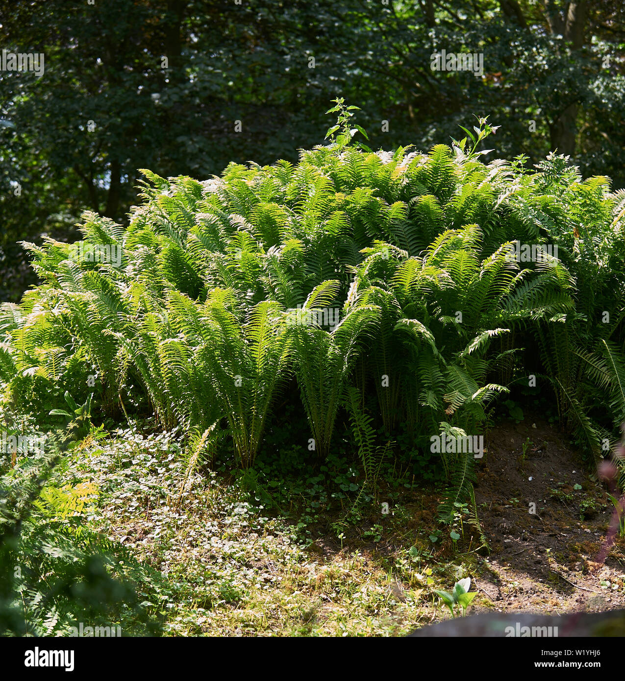 Matteuccia struthiopteris (Shuttlecock fern) growing in a large clump ...