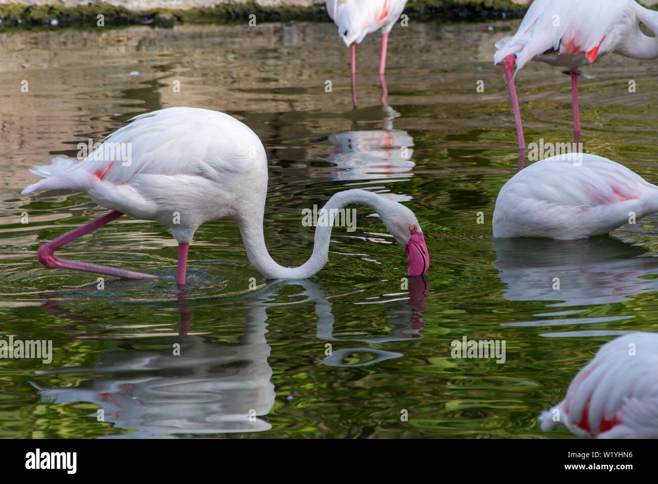 A flamingo searches for food at sunset in Al Ain, United Arab Emirates ...