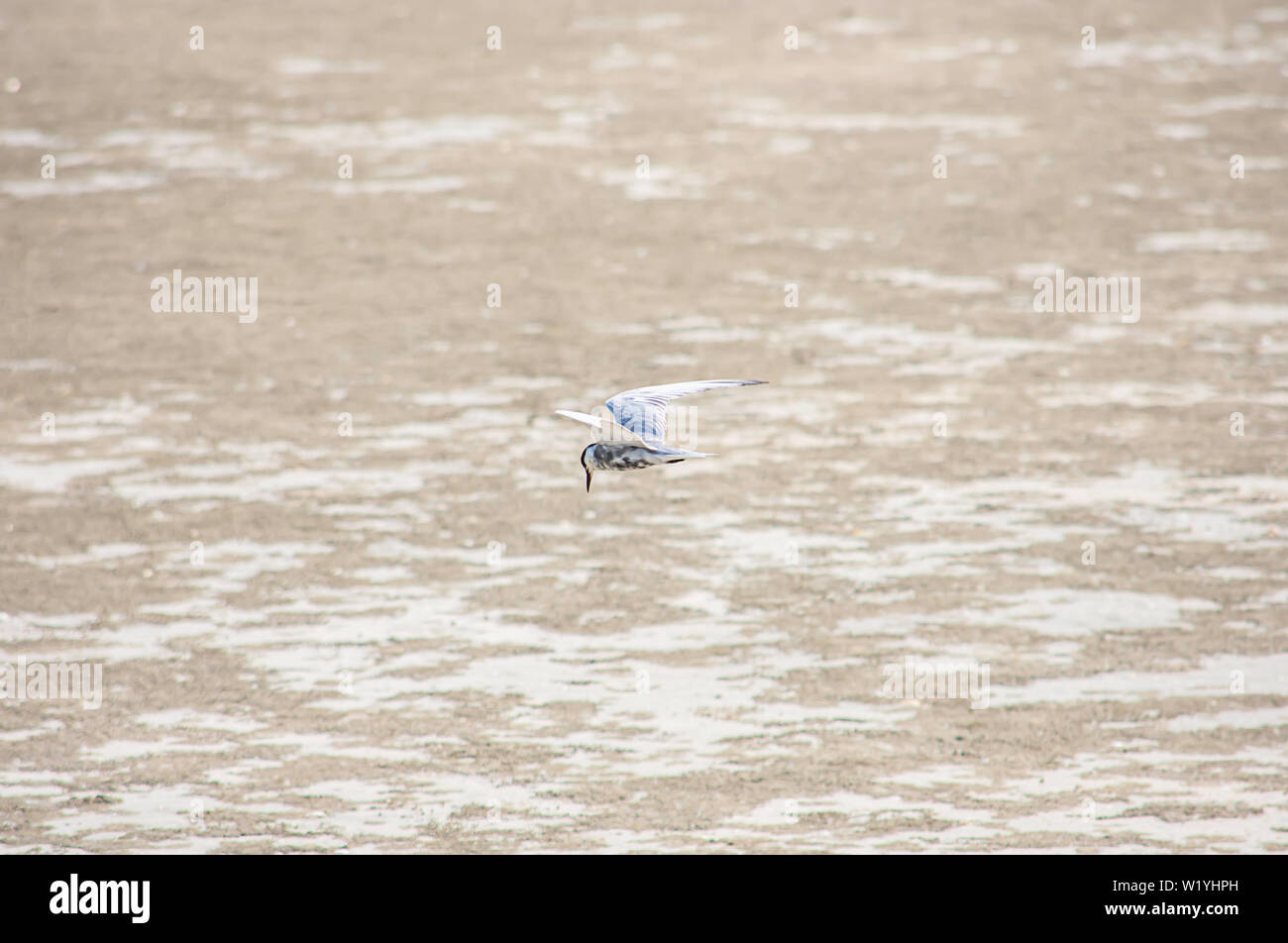 The flying birds foraging on sand In the sea Stock Photo - Alamy