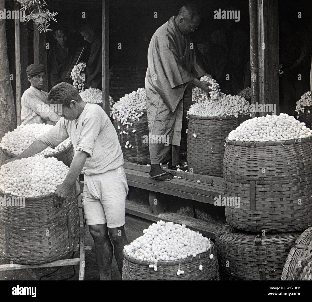 [ 1930s Japan - Examining Silk Cocoons ] — Four men, one of them very ...