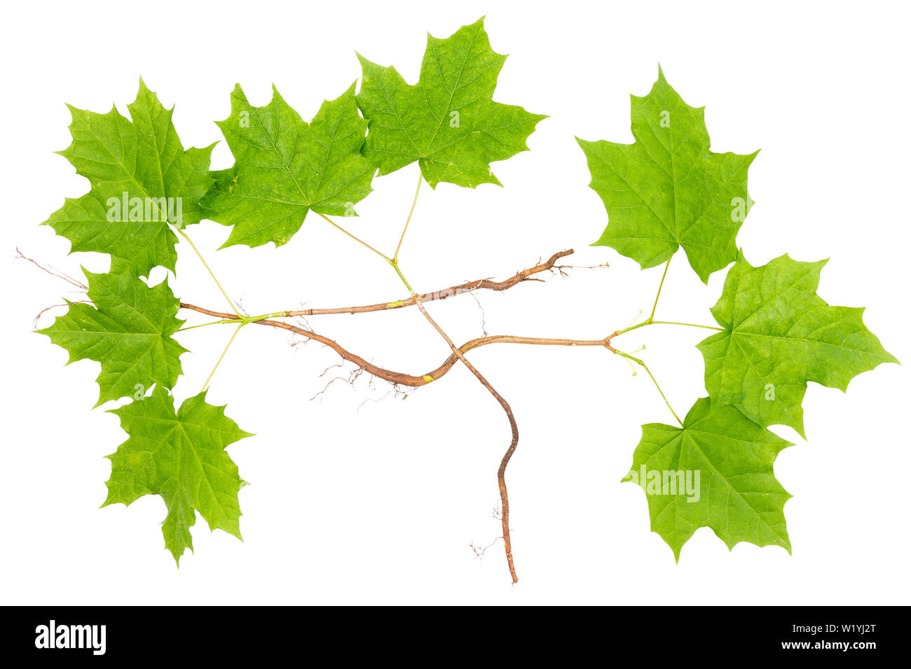 Young maple trees with roots isolated on white background Stock Photo ...