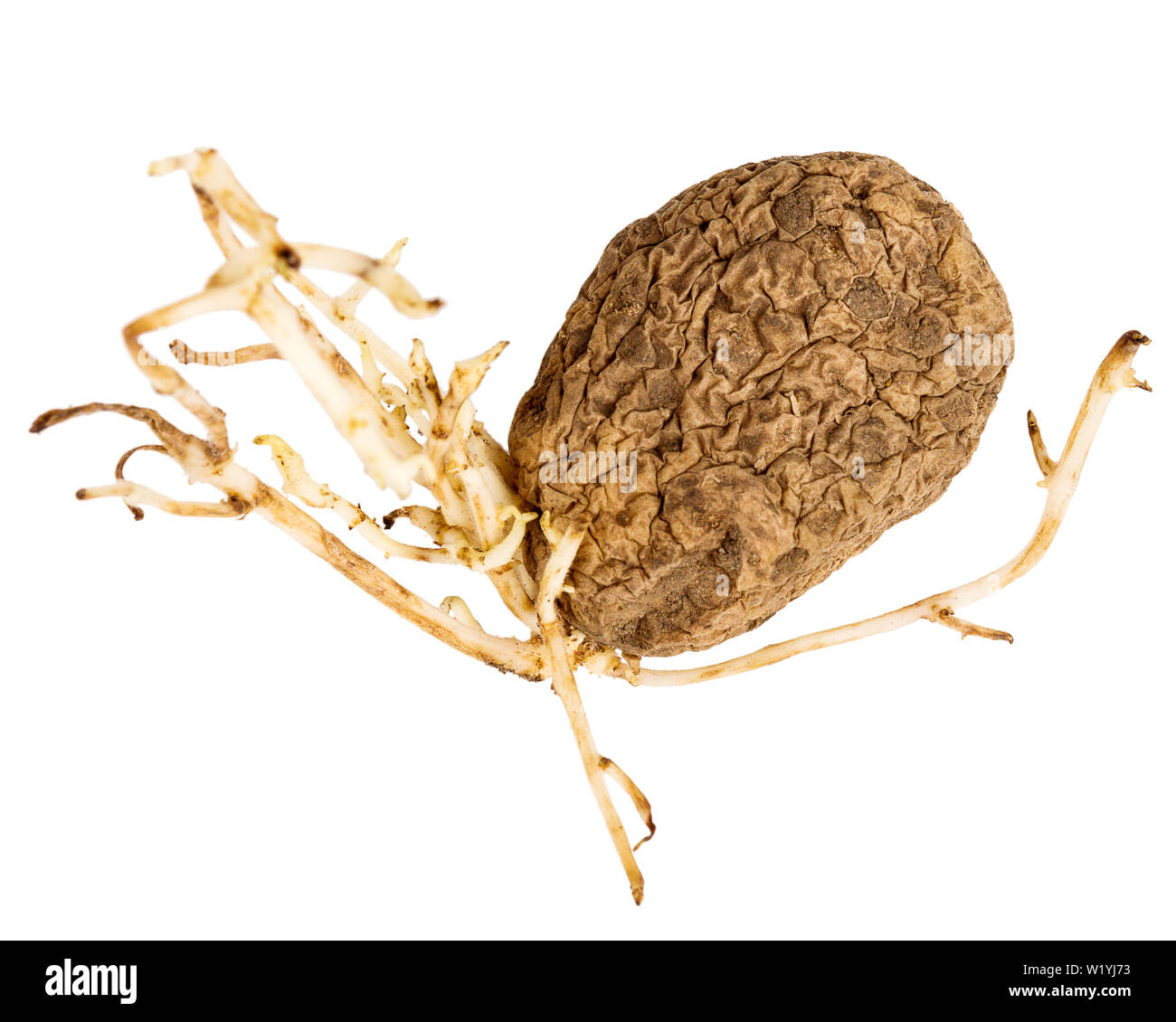 Vegetable food potato potato sprout hi-res stock photography and images ...
