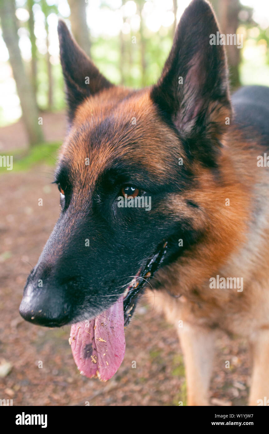 A photo of close up of a German Shepard close on a walk in the woods ...