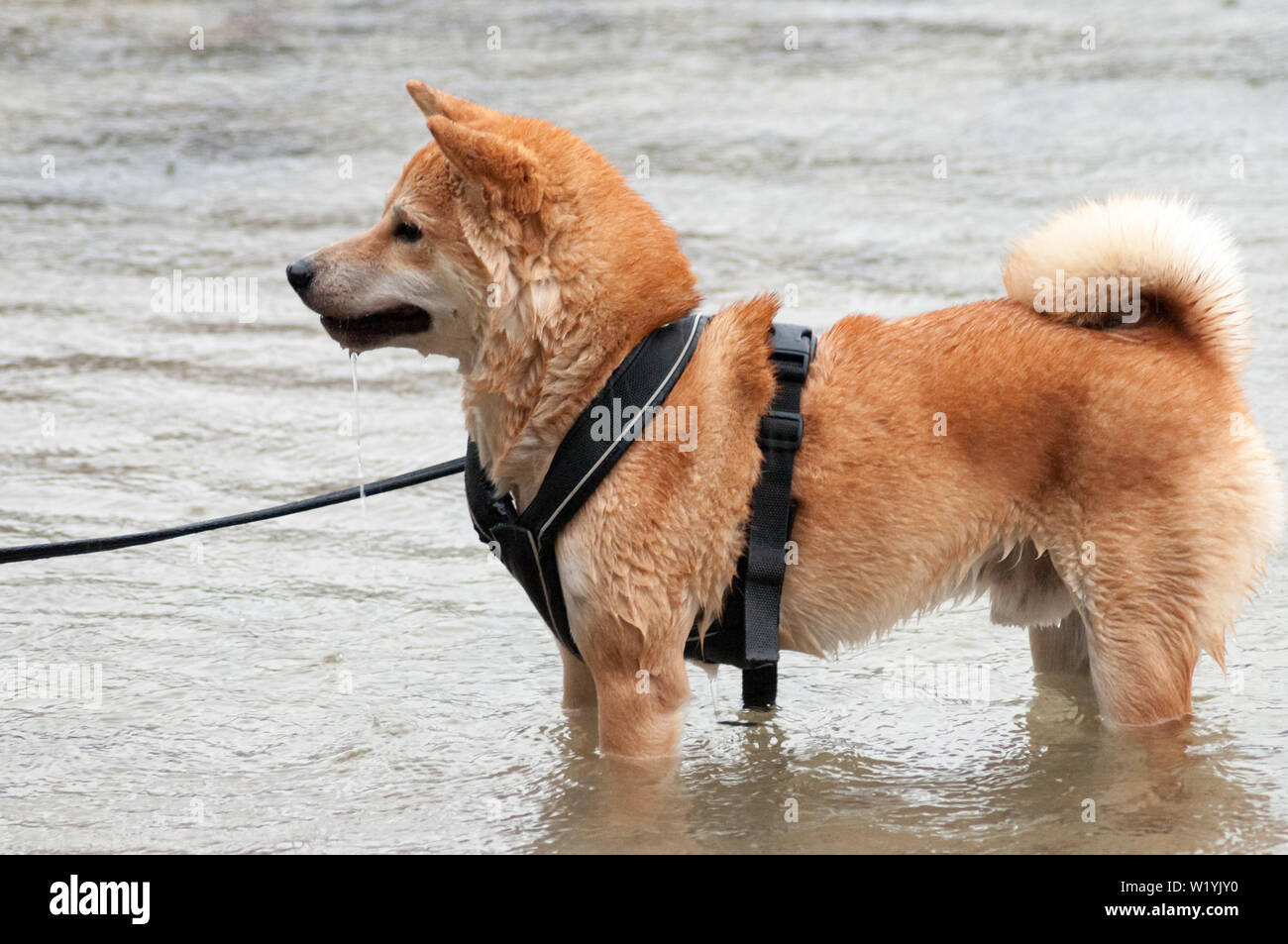 Japanese spitz colour hi-res stock photography and images - Alamy