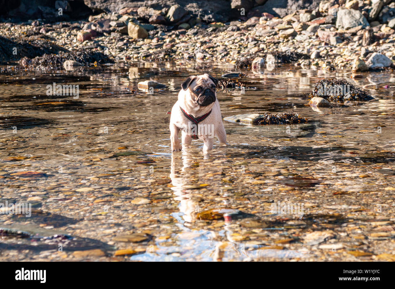 A cute pug standing in the water on a walk by the beach Stock Photo - Alamy