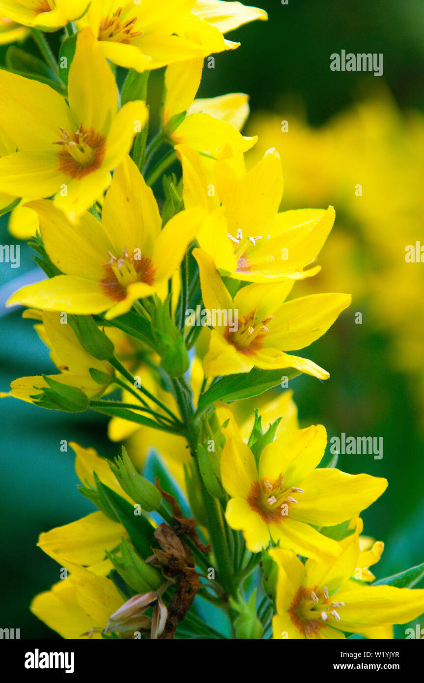 Large yellow loosestrife hi-res stock photography and images - Alamy