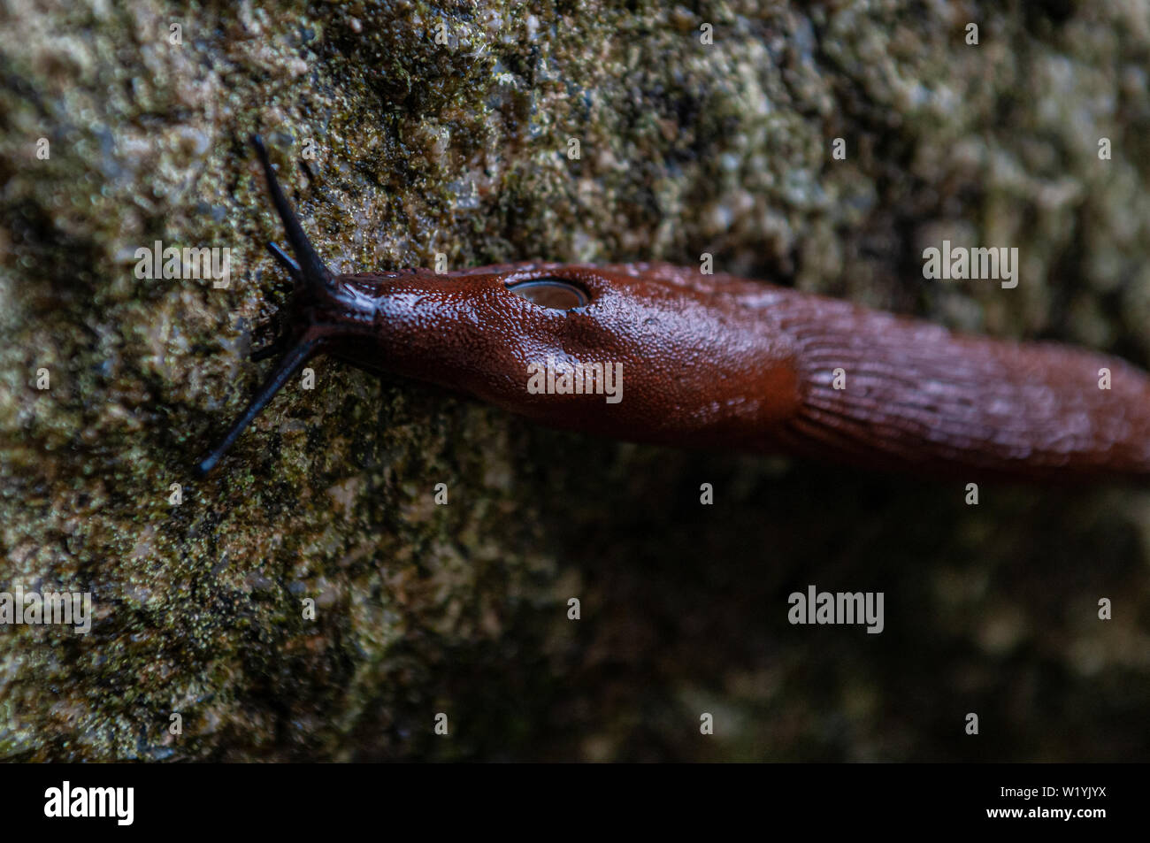 A close up of a brown garden slug crawling on a rock in England, Europe ...