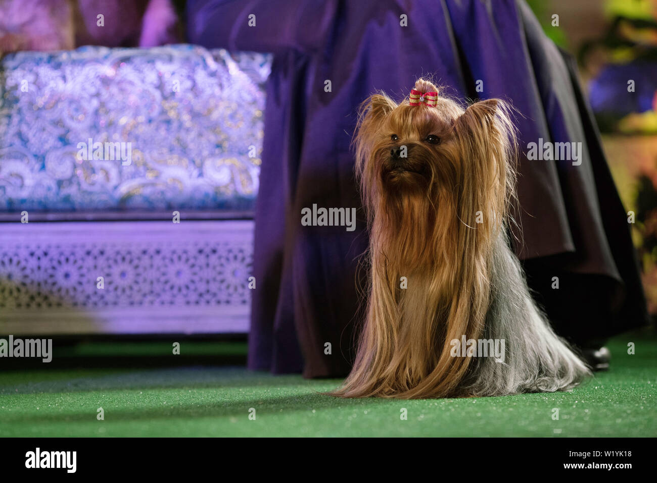 USA. A scene from the ©Global Road Entertainment new movie: Show Dogs ...