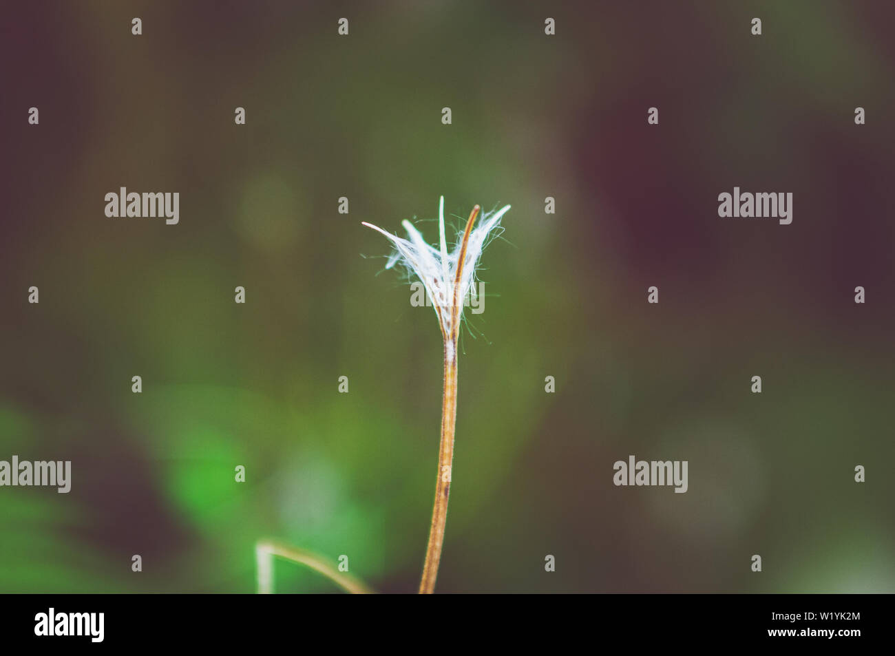 Abstract image of a plant opening up to the world at the beginning of ...