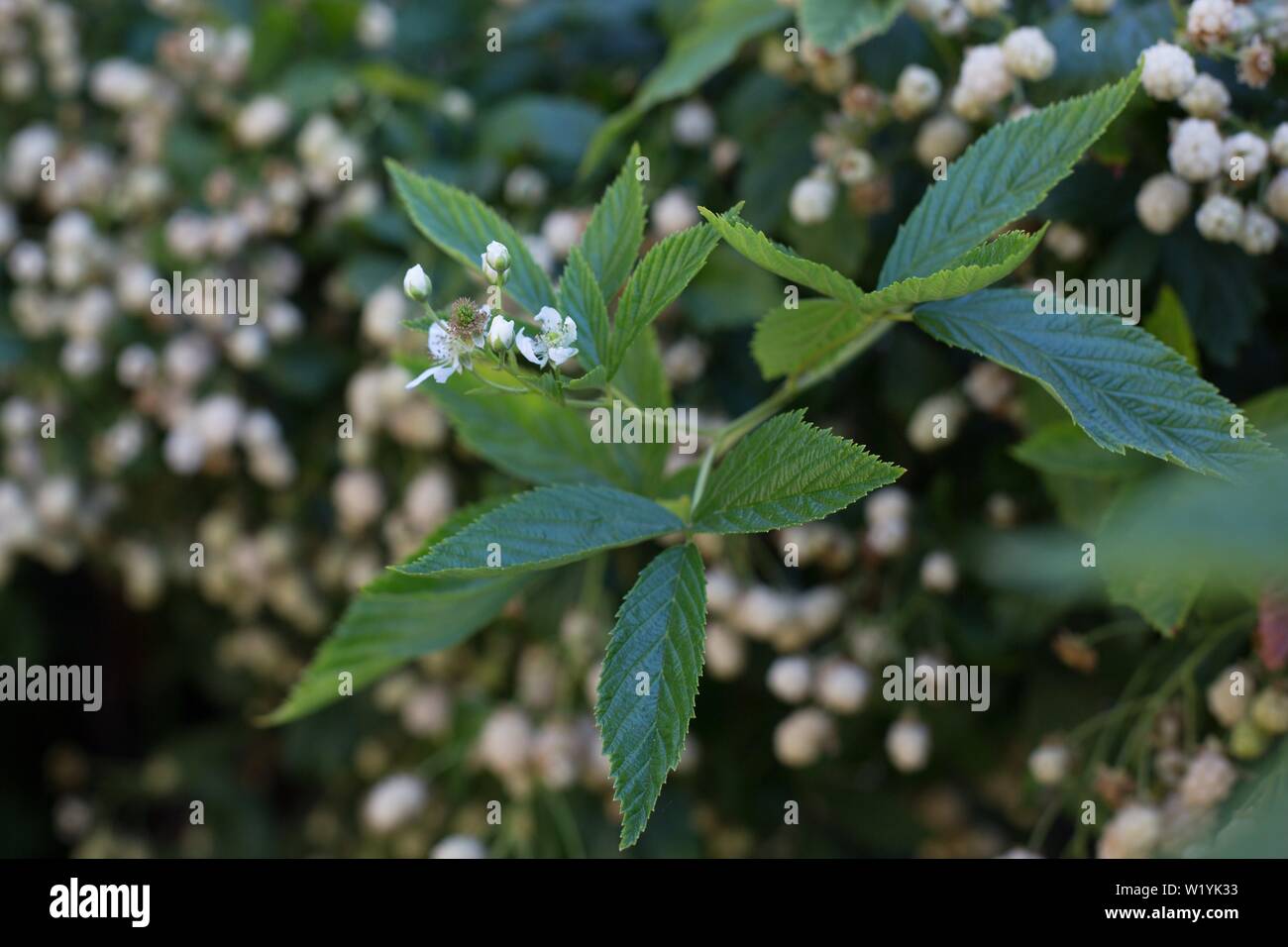 Snow_bank hi-res stock photography and images - Alamy