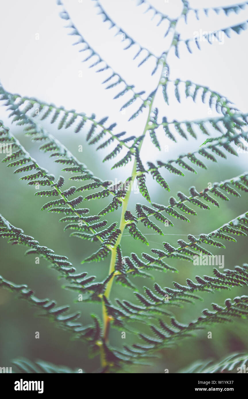 A close up of a Fern tree branch Stock Photo - Alamy