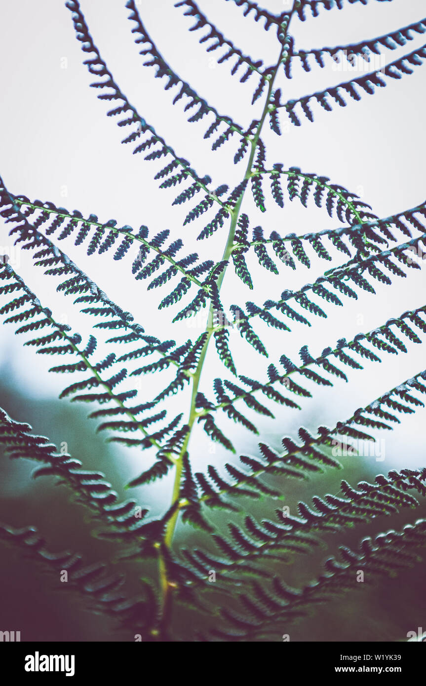 A close up of a Fern tree branch Stock Photo - Alamy