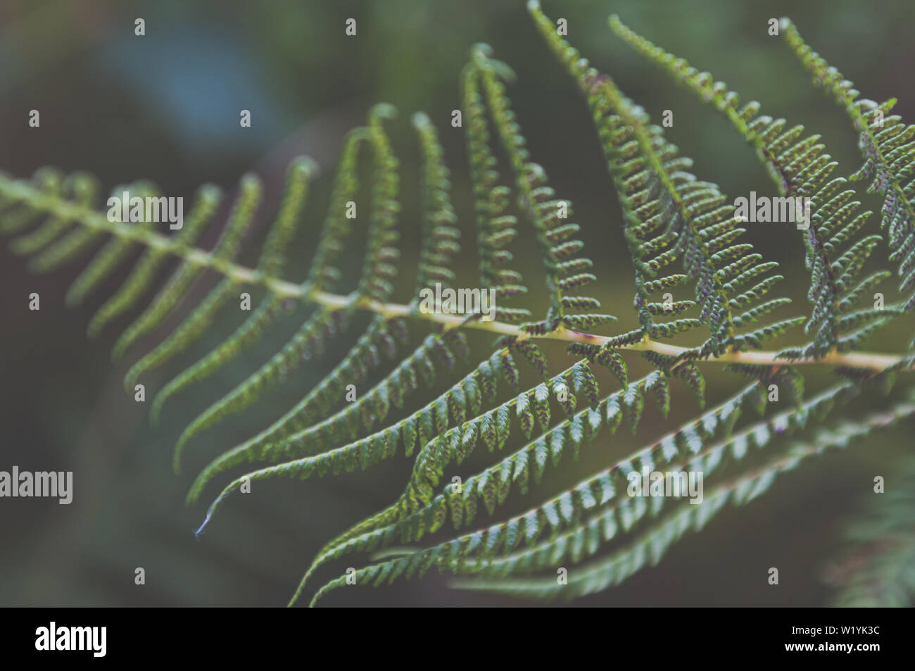 A close up of a Fern tree branch Stock Photo - Alamy