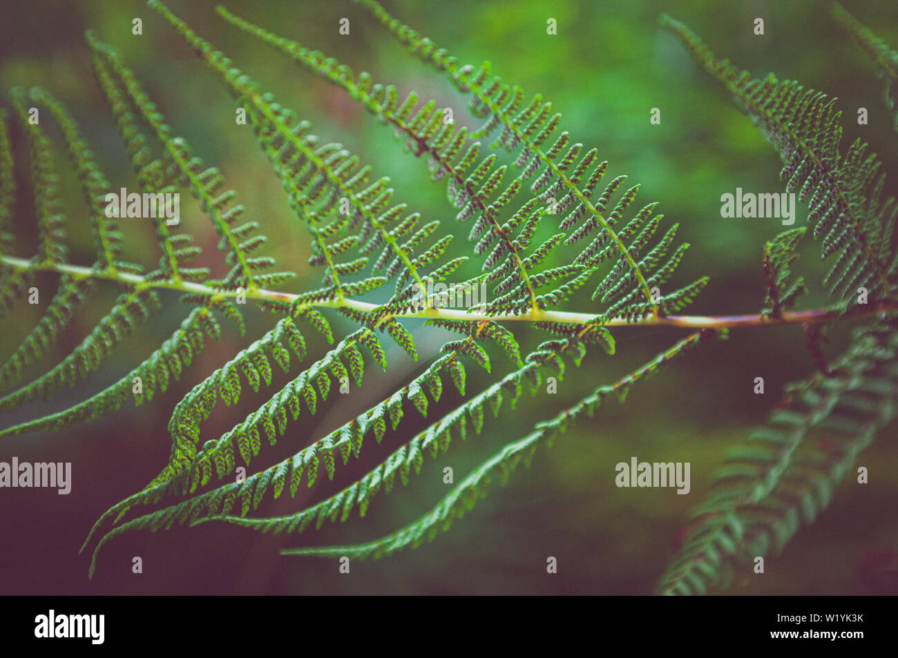 Macro photograph of a fern hi-res stock photography and images - Alamy