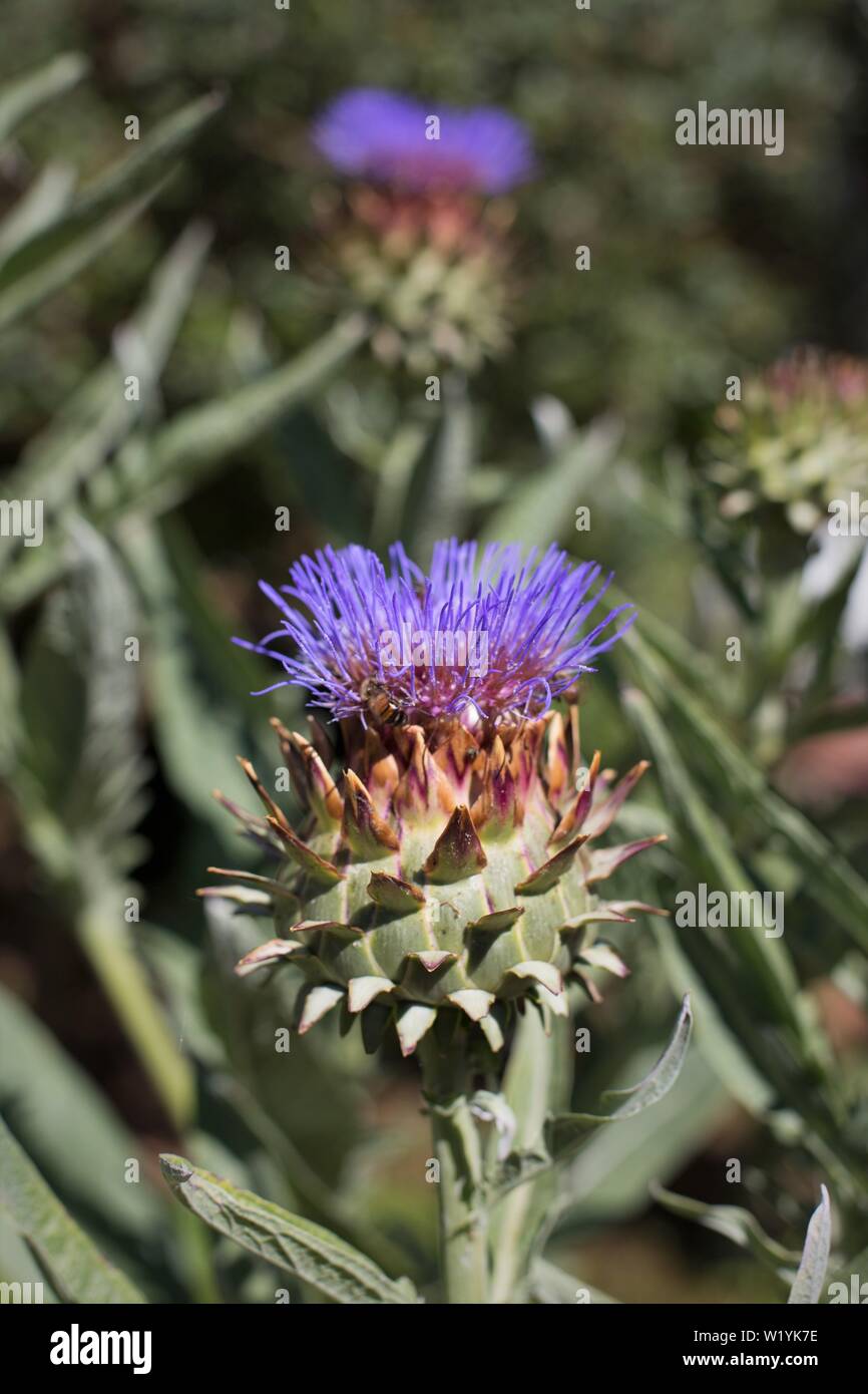 Cynara cardunculus - cardoon -at Luther Burbank Home and Gardens in ...