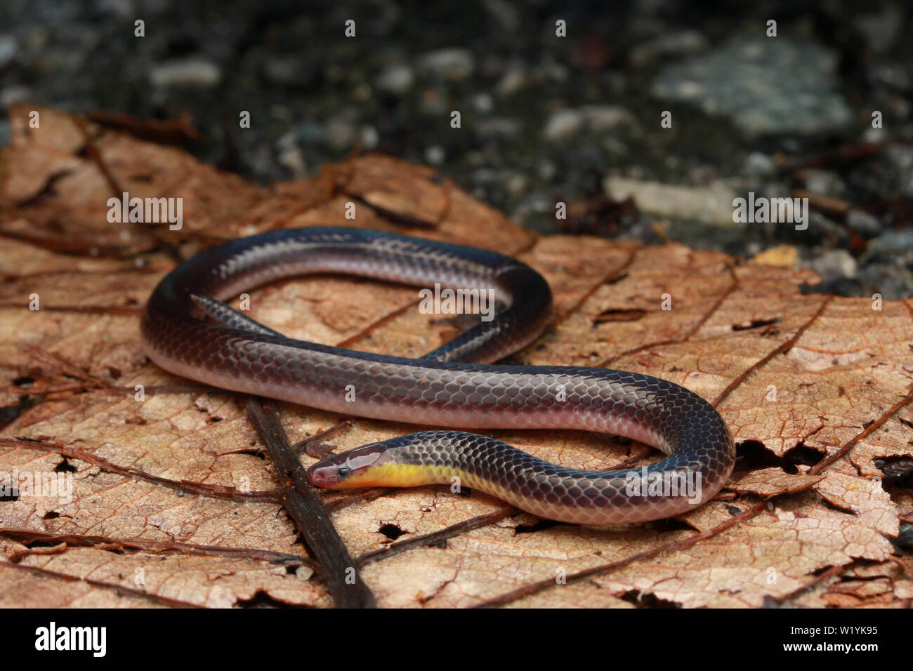 Red Headed Reed Snake, calamaria, reed snake, Calamaria, Pink Headed ...